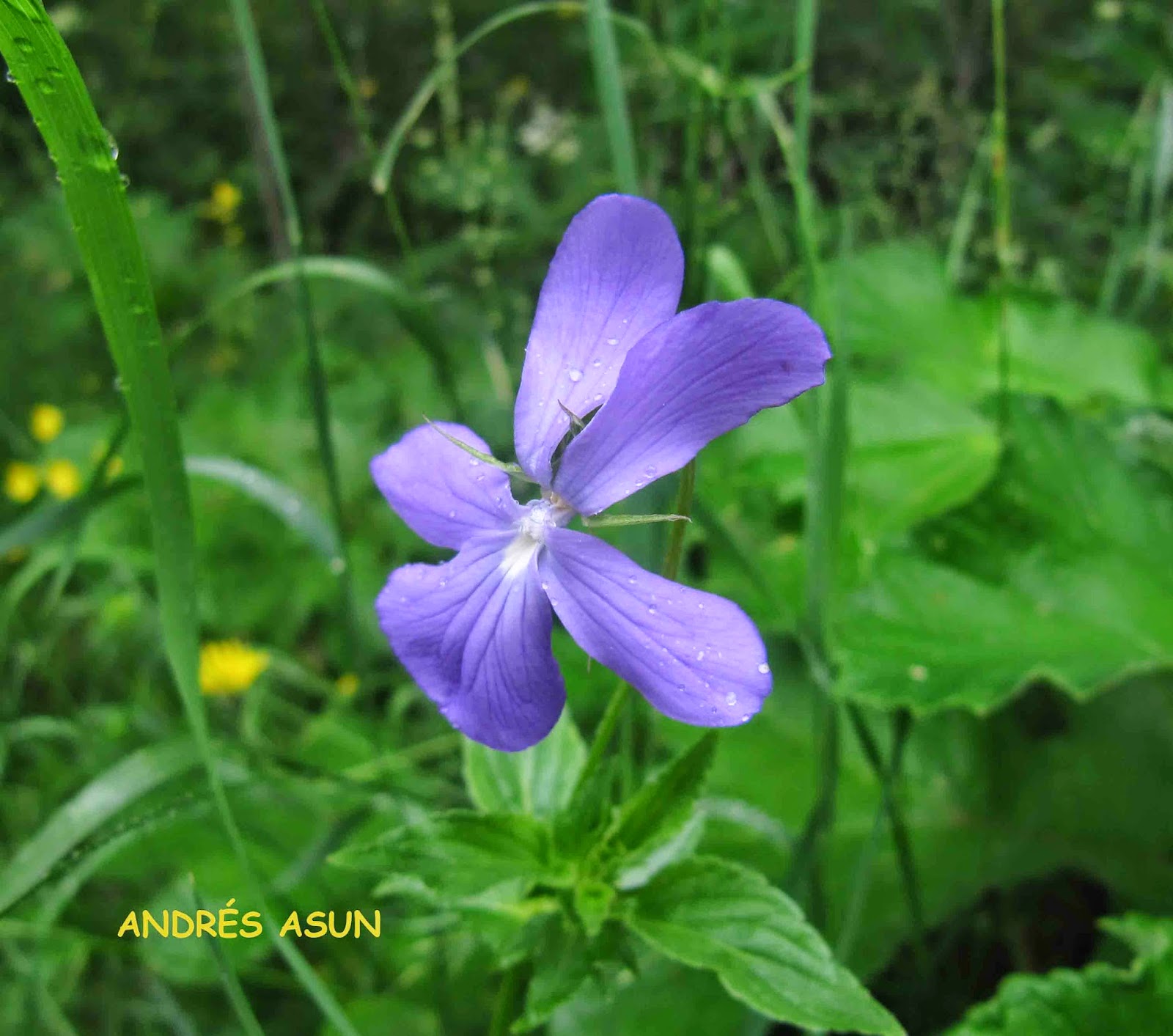 Flores silvestres de la Cordillera Cantábrica: VIOLACEAS - Violaceae