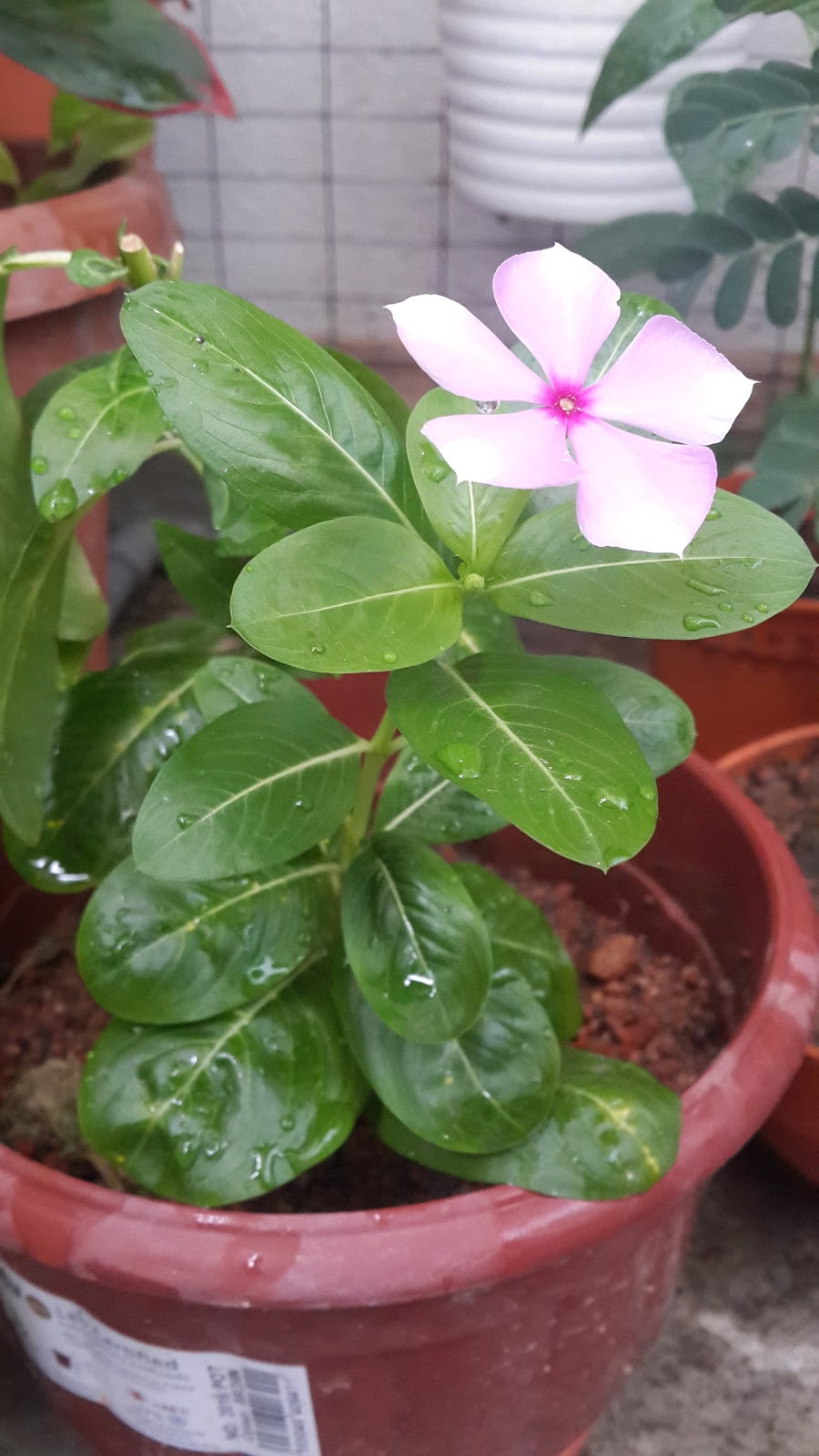 Hiking & Gardening: Kemunting Cina Pokok Hiasan Beracun