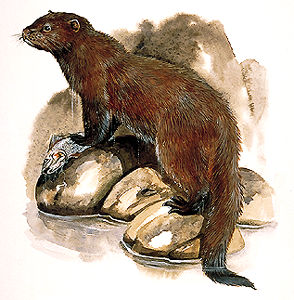 Sea Mink