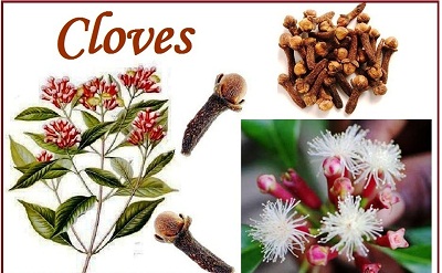 Home Remedies: Benefits and uses of Clove as a Home Remedies