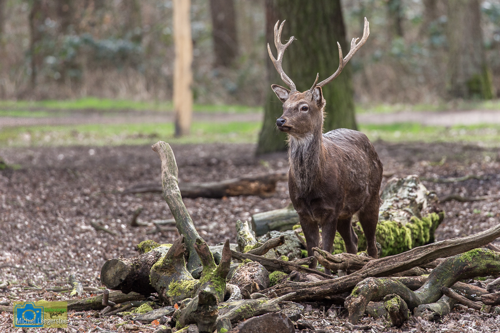 Belevingsfotografie: Sikahert
