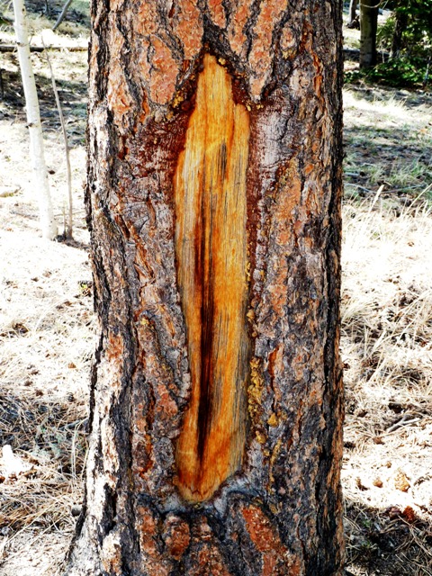 Colorado Earth Science: Living Archaeology: Culturally Scarred Trees ...