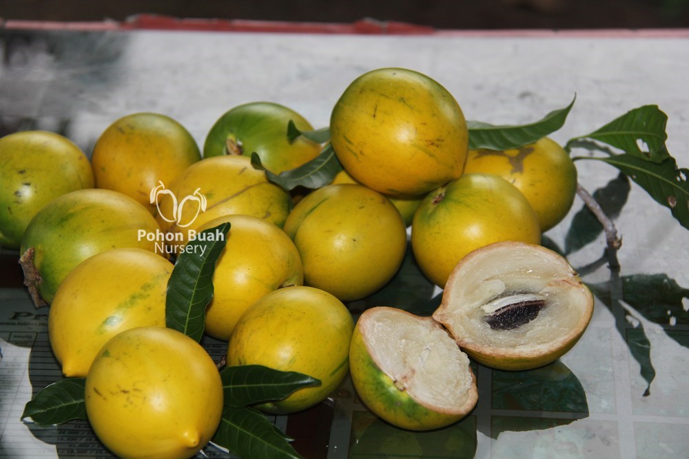 PBN: Abiu Ak Sawo Australia