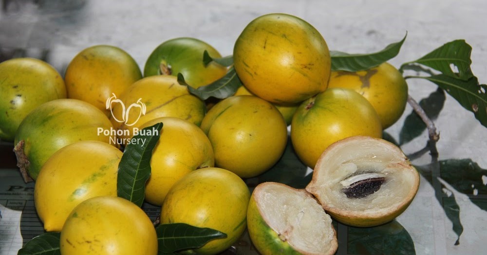 PBN: Abiu Ak Sawo Australia