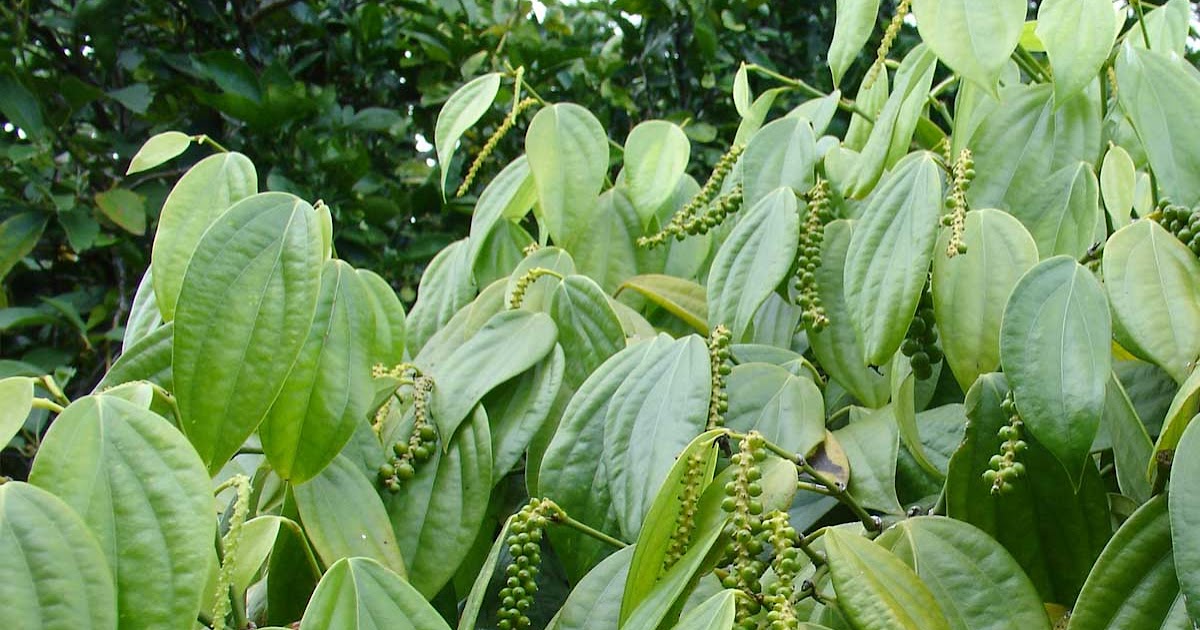 Medicinal Plants: Piper nigrum, maricha, miriyalu, mizhagu, Poivre ...