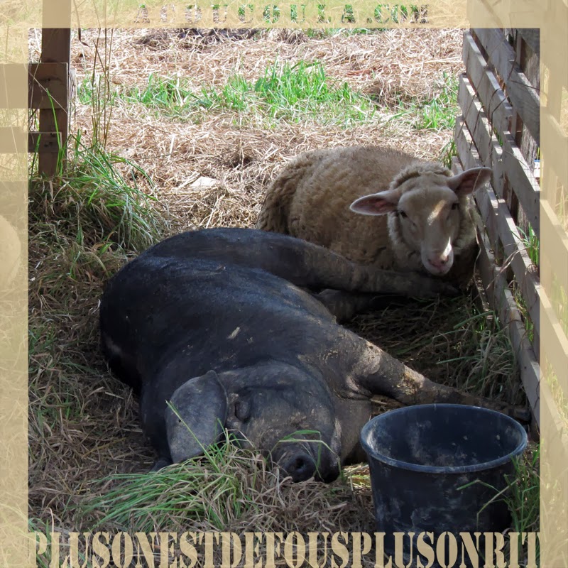 ACOUCOULA: Les Animaux de la ferme Acoucoula