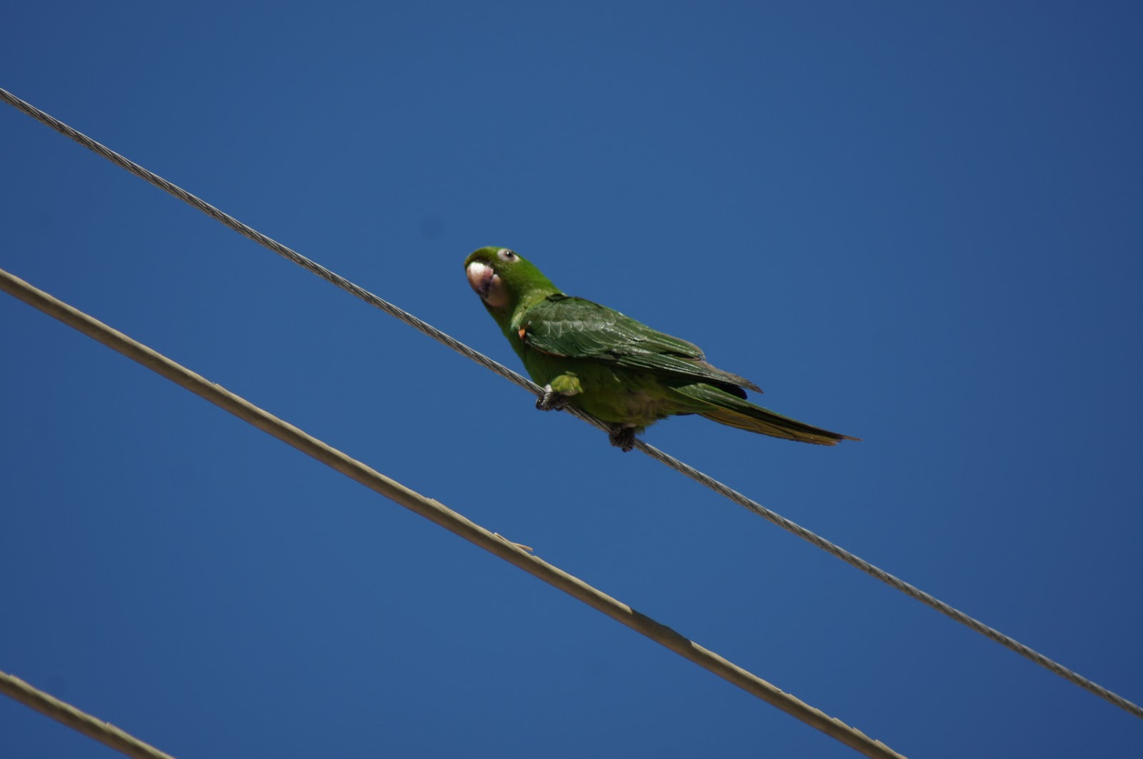 A Grande Maritaca Verde de Taubaté - SP: A Grande Maritaca Verde de ...