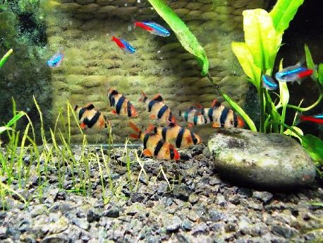 Mengenal Ikan Sumatra, Ikan Galak Dan Cara Memadukan Dengan Ikan Hias ...