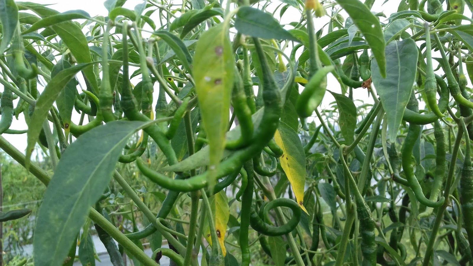 20 Varietas Khusus CABE yang Tahan Terhadap Lahan Kering, Hama, dan ...