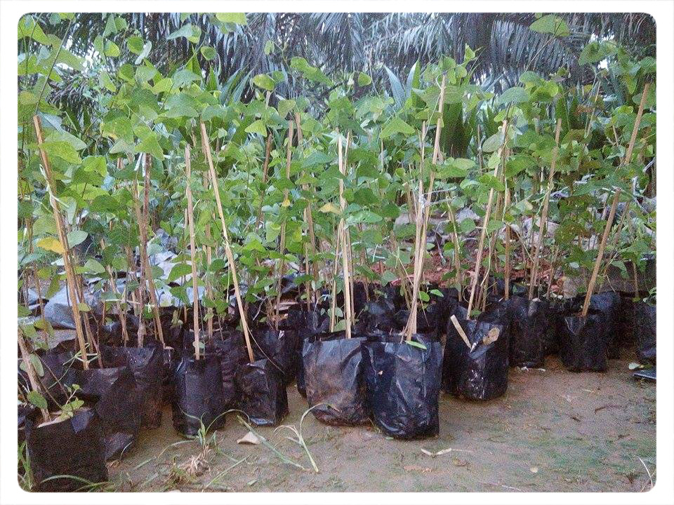 Cita Tani Nursery (NS0154959-D): Daun Rerama Hijau