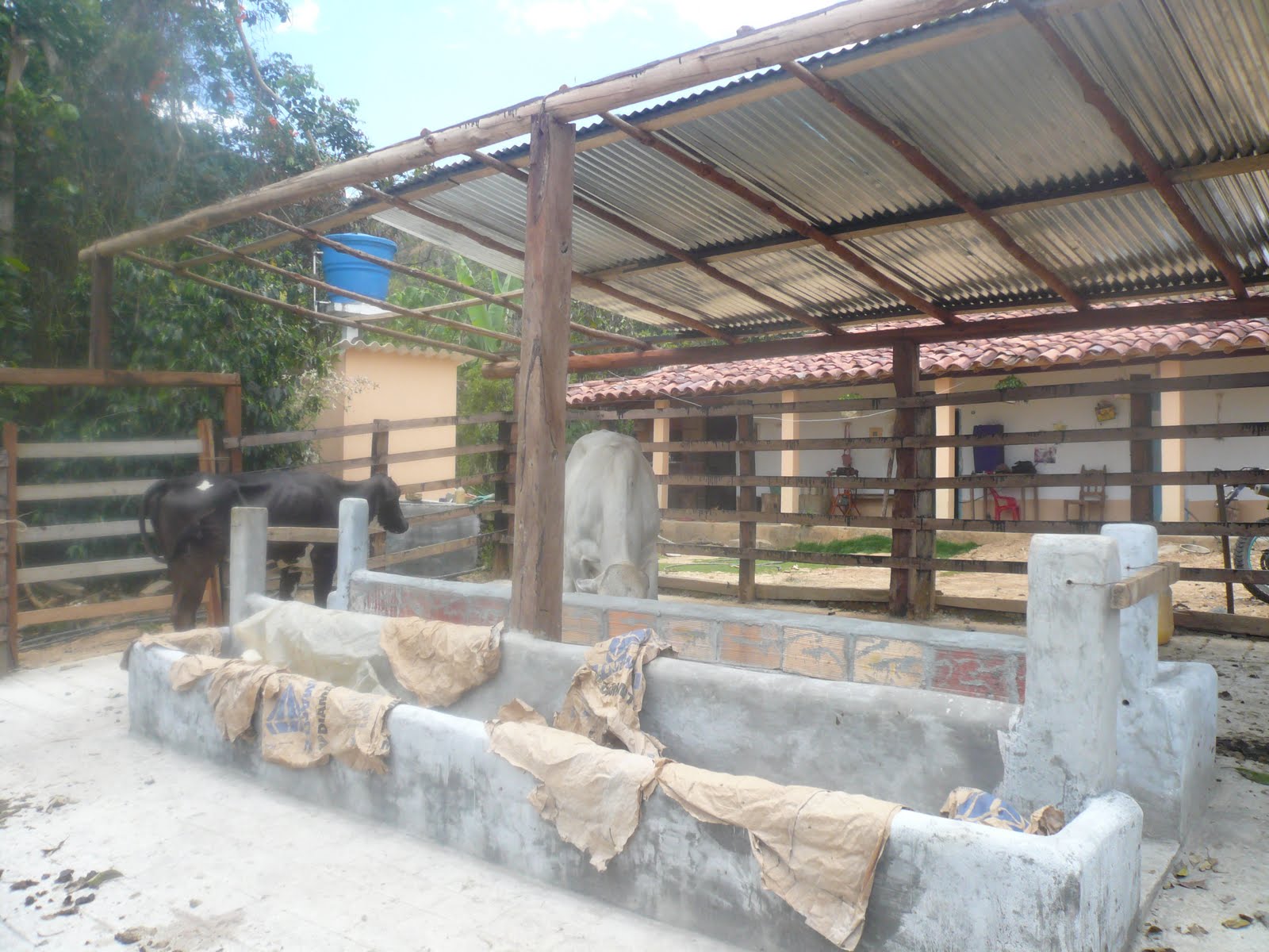 JOVENES RURALES EMPRENDEDORES: MODELO ESTABLO CON COMEDERO AL PISO PARA ...