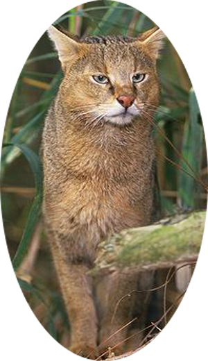 கரந்தை ஜெயக்குமார்: நவம்பர் 2015