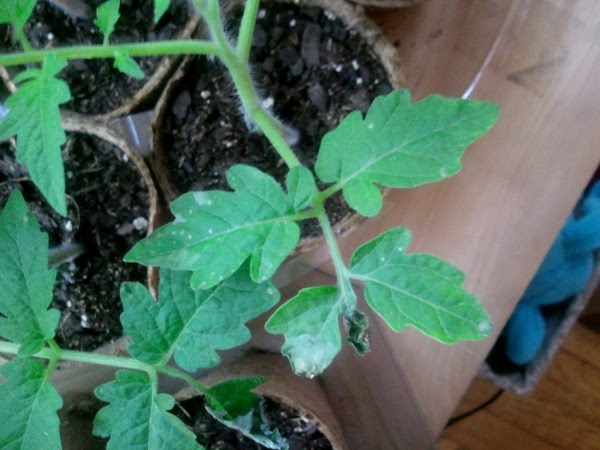 Chicago Style Garden: Possible Edema on Tomatoes