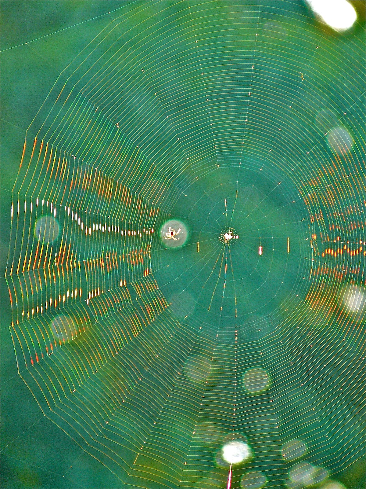 LifeLookLens: The Itsy Bitsy Spider & The Hornet Hive