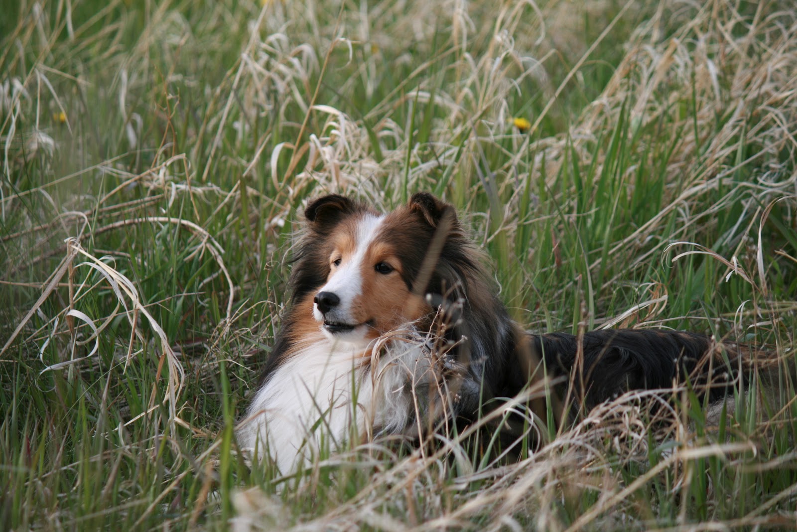 Hyper Hounds Shelties: sheltie pics