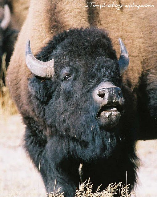 American Bison