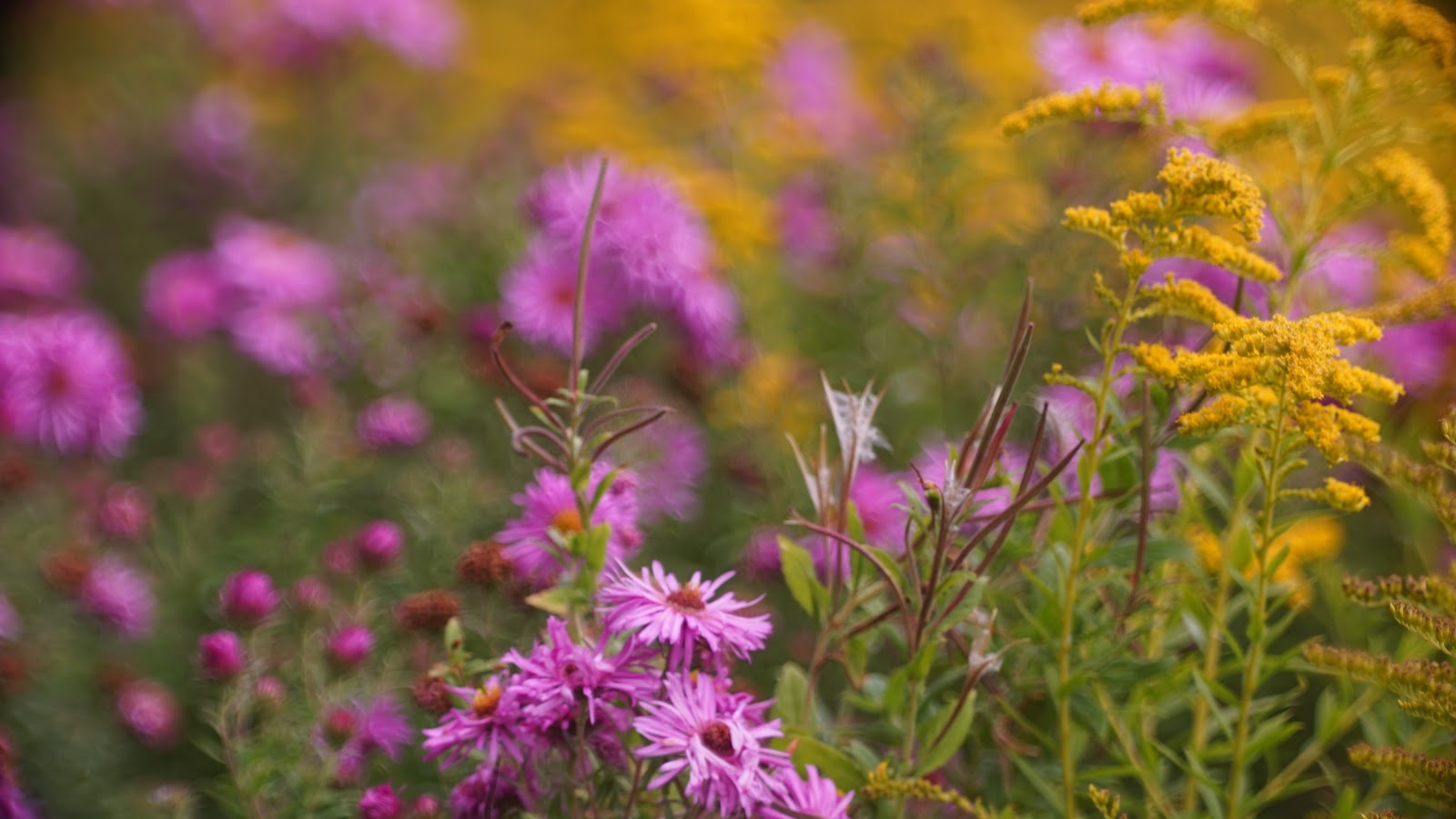 Early Autumn Flowers