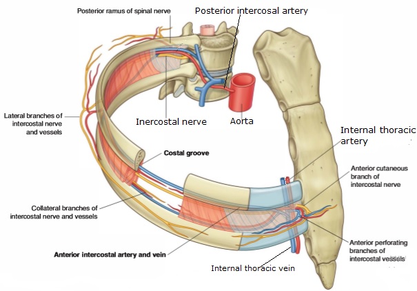 Pin by Tim Robertson on Nerve Anatomy | Nerve anatomy, Arteries and ...