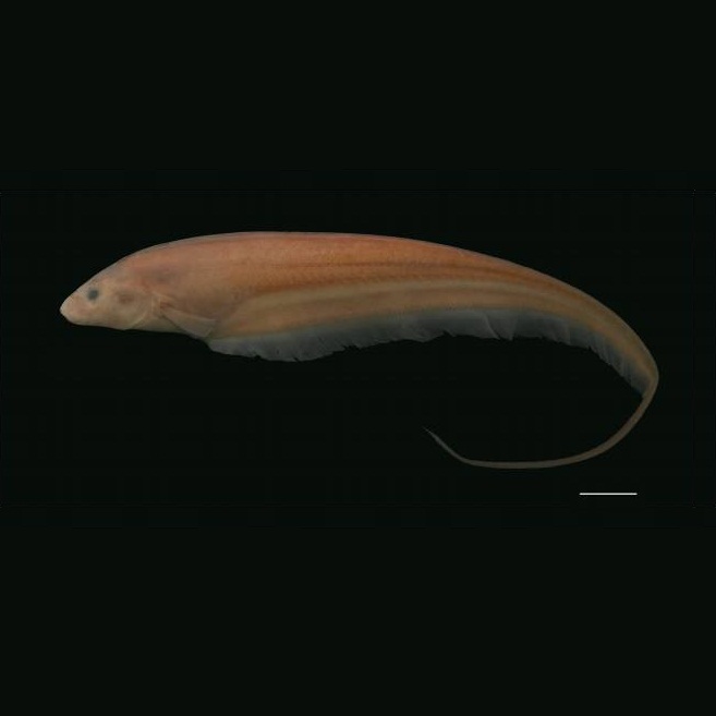Species New to Science: [Ichthyology • 2016] Eigenmannia correntes • A ...