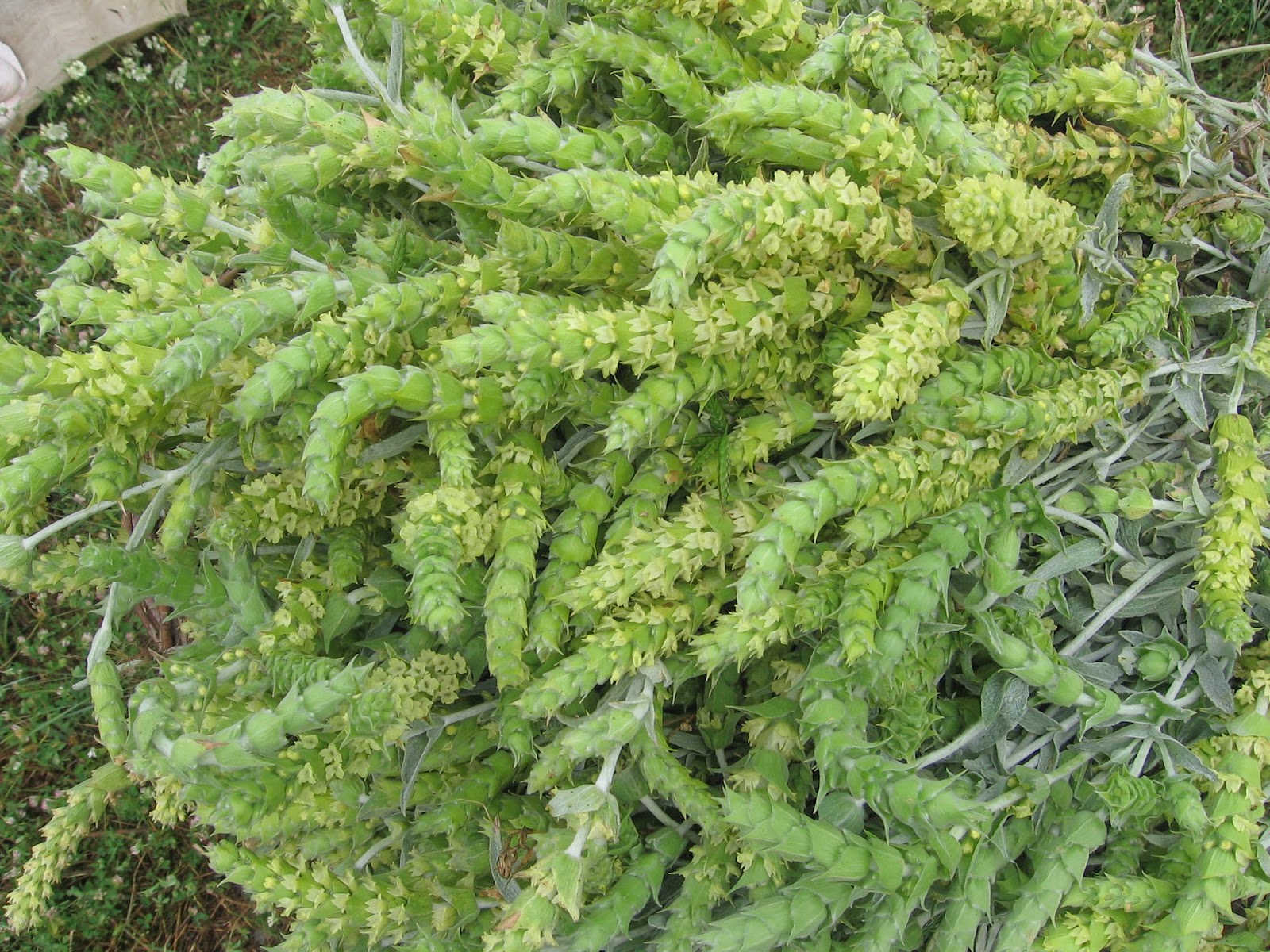 Mountain tea - Macedonian tea - Sideritis scardica – improves appetite ...