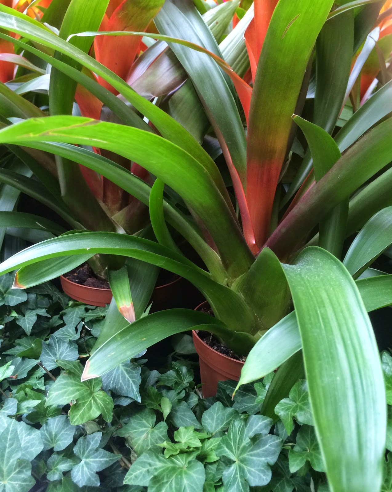 Red House Garden: Winter Vacation! Flowers on the Las Vegas Strip