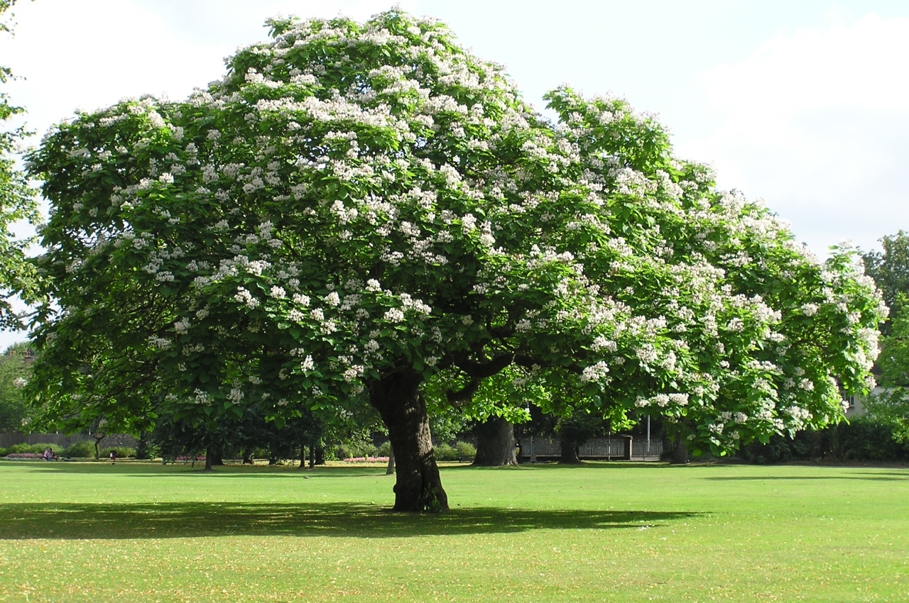 tree free wallpaper: Catalpa Tree