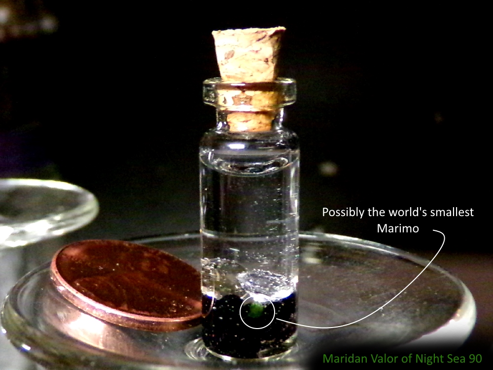 Night Sea: Brand-New Marimo