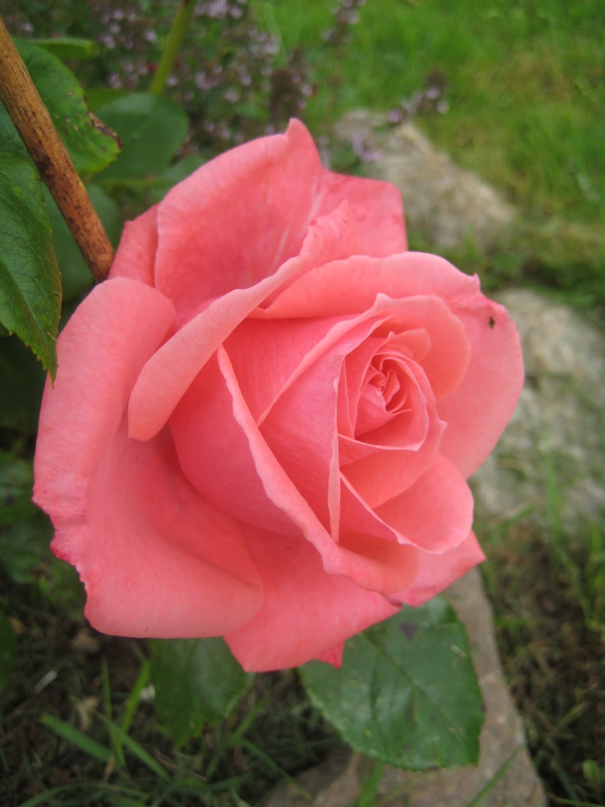 Metsätontun Ruusutarha: Ruusukuvia