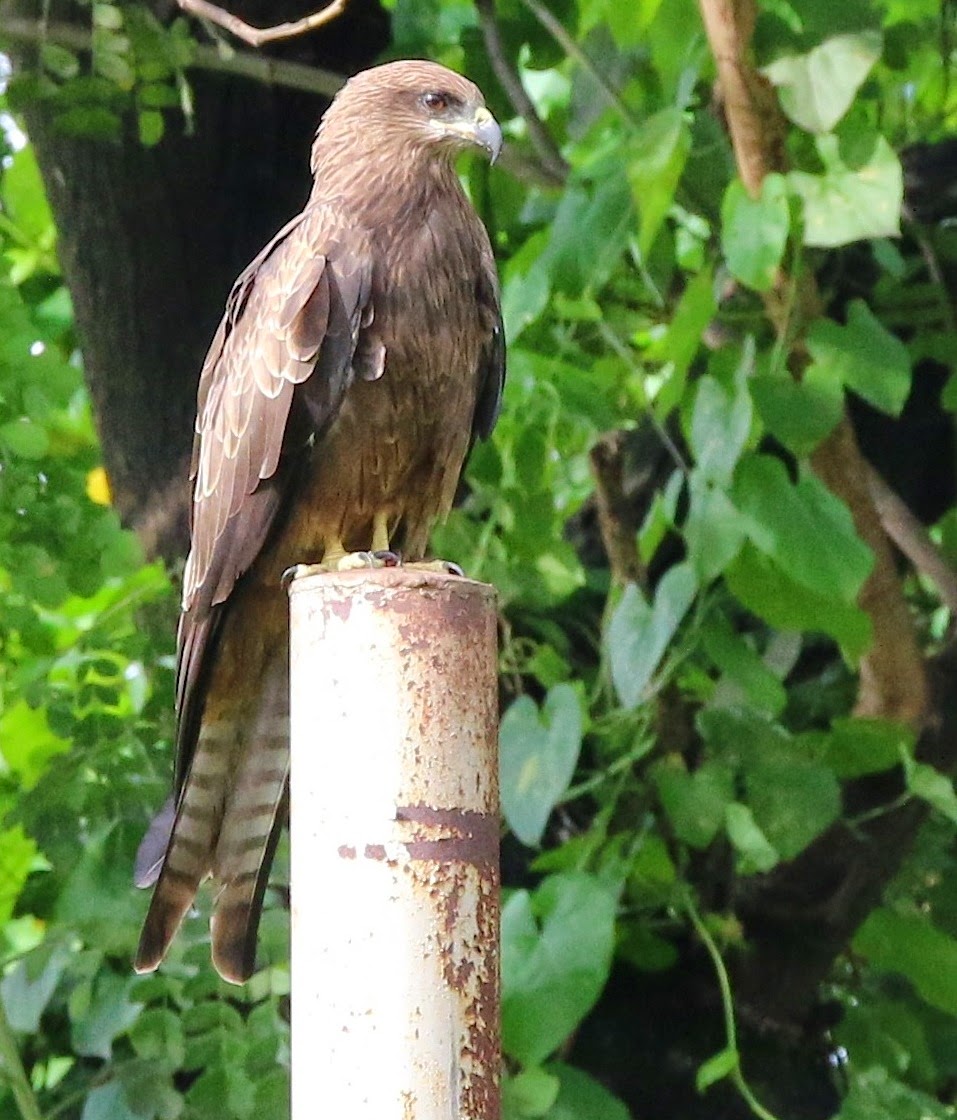 The raptor - Black Kite