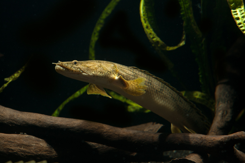 My Quest For Predatory & Oddball Fishes: Polypterus Congicus Bichir