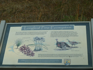 A View from the road: Abandoned Harris Neck Army Airfield
