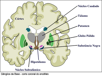 Atividades Teórico-práticas em Metabolismo e Morfofisiologia : Núcleo ...