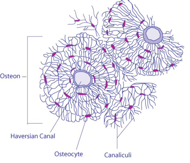 Sistem Tulang (Rangka) Pada Manusia, Penjelasan TERLENGKAP - Generasi ...