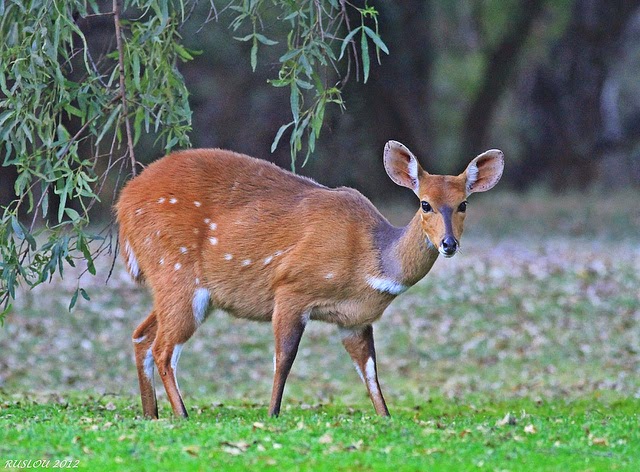 African Bushbuck Animals | Amazing Facts & Latest Pictures | All ...