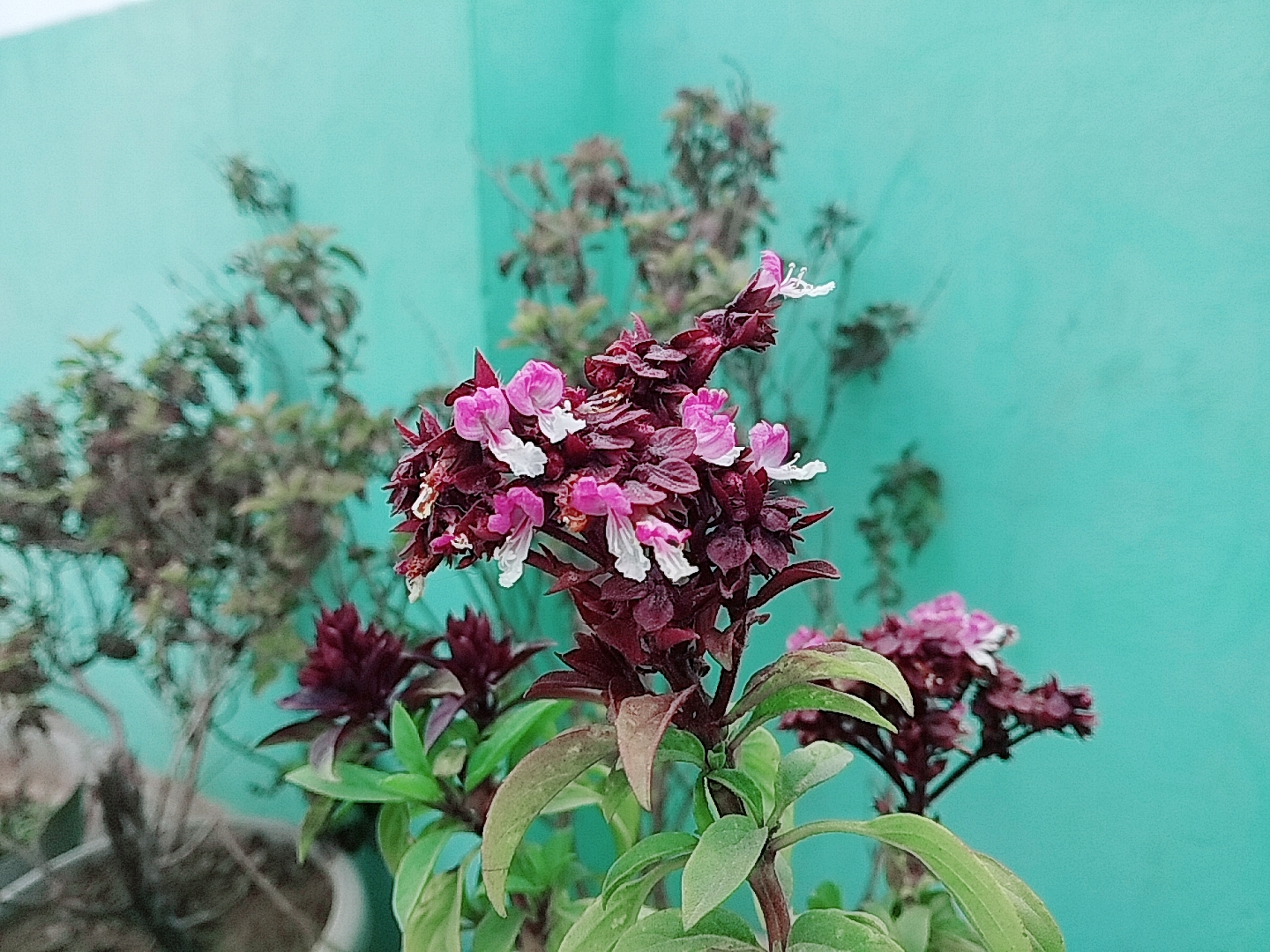 Photo Gallery #3 - The 🌺 Beauty of Marjoram (Marua) plant - HK ...