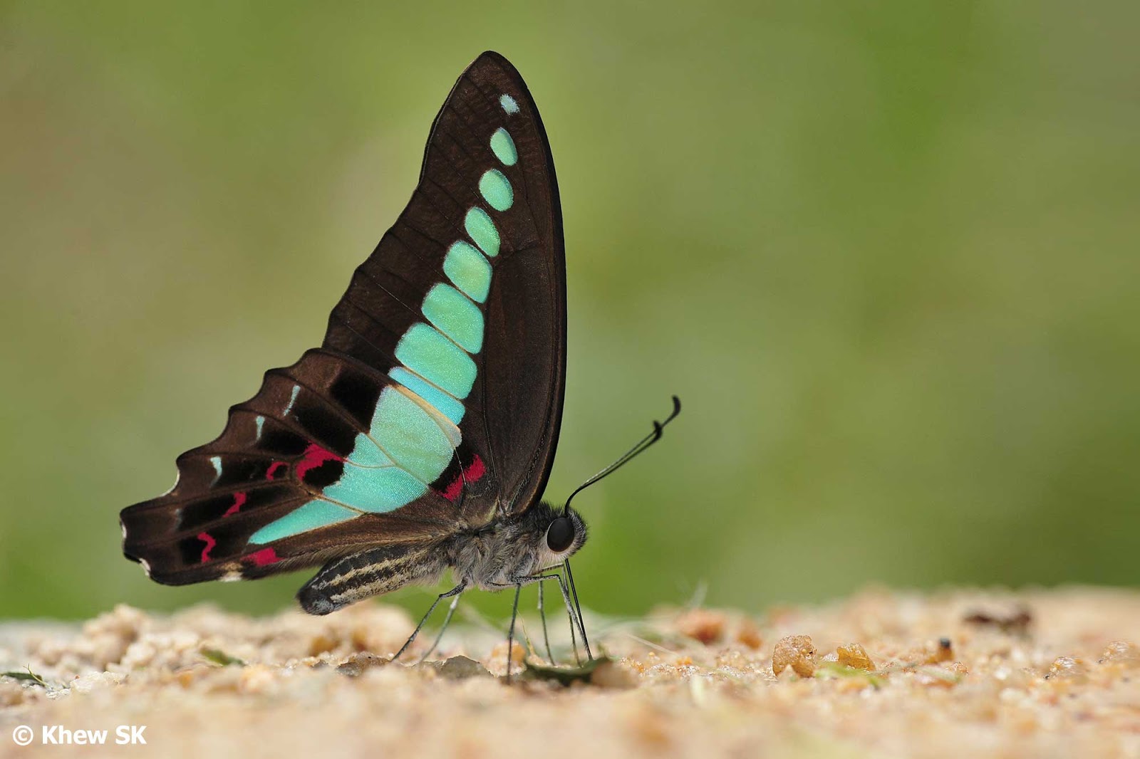 Butterflies of Singapore: Butterflies of Australia
