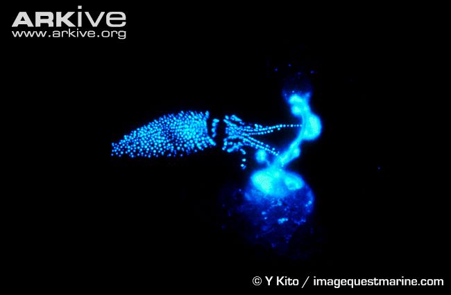 Ashland Marine Biology: Similar to a Million Fireflies... in the Ocean