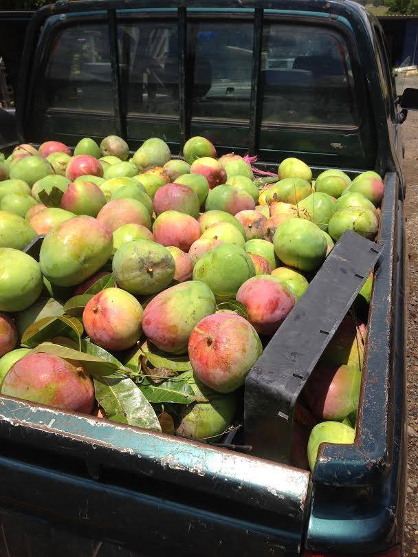 Daleys Fruit Tree Blog: Anyone for Mangoes - Great crop of R2E2 Mangos