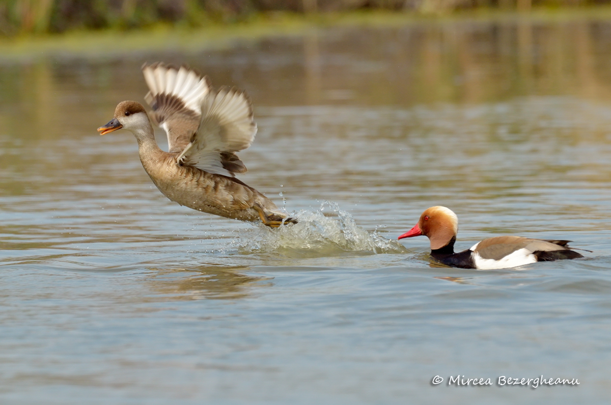 Sa vorbim despre Rațe