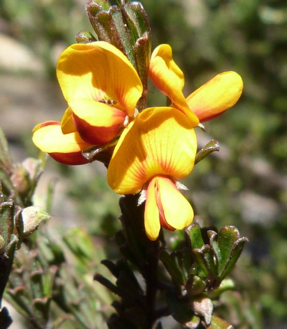 Spring hits Kowen Forest