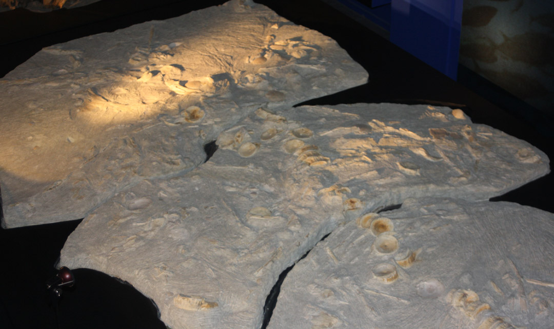 The Coastal Paleontologist: Visit to the Otago Museum