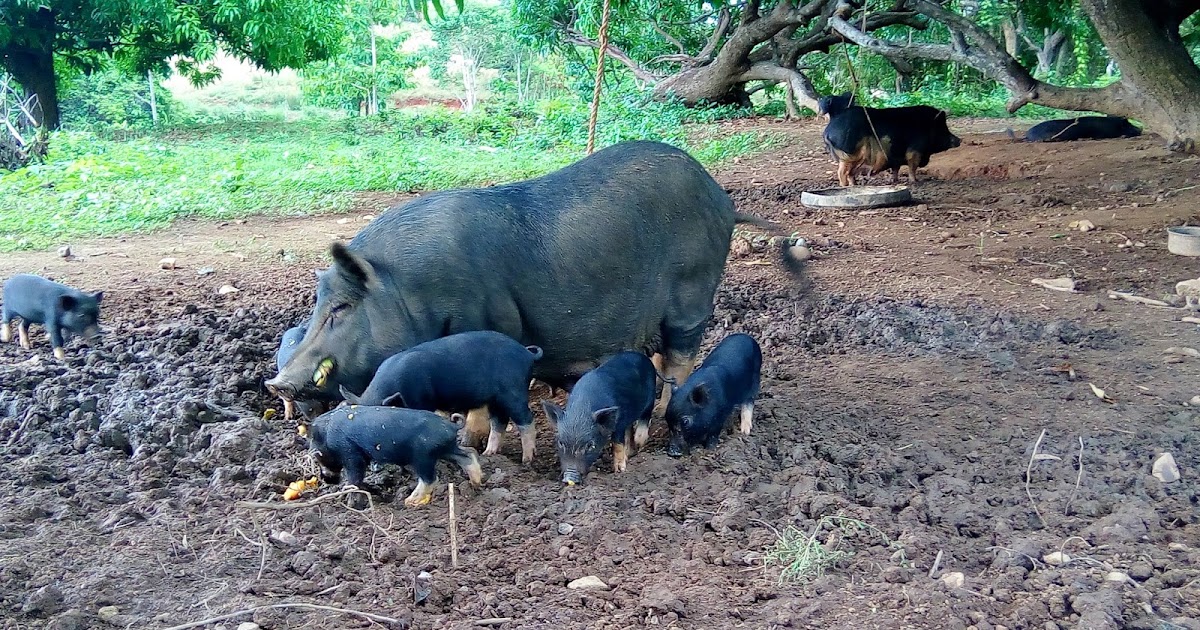 Senselessly Incredible: Philippine Native Pigs: Profitable and Healthy Food