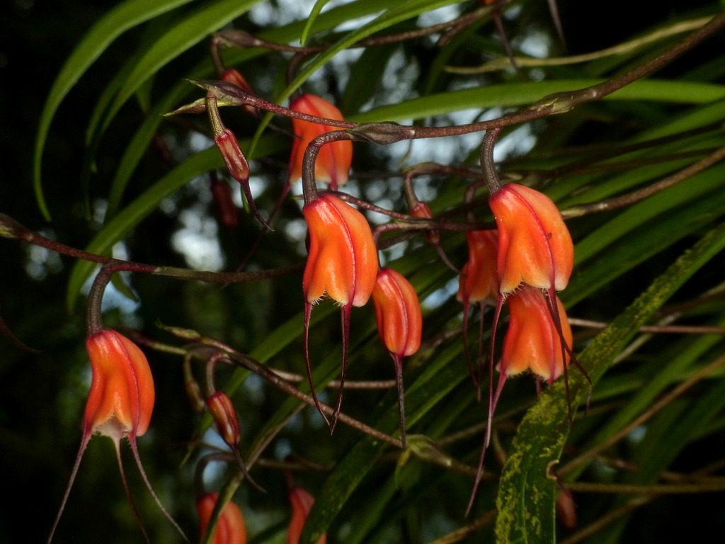 Dracula sodiroi orchid plant care and culture | Travaldo's blog