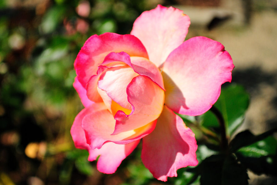 Banco de Imágenes Gratis: Hermosa rosa bicolor - Beautiful rose