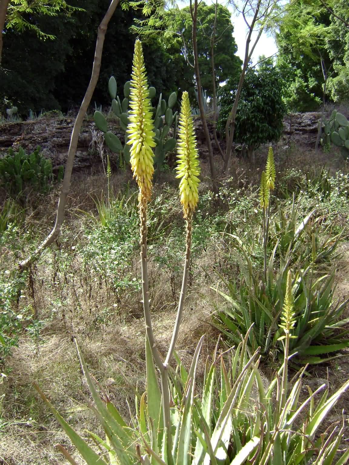 LA SÁVILA | Naturalista Irreverente de Tehuacán