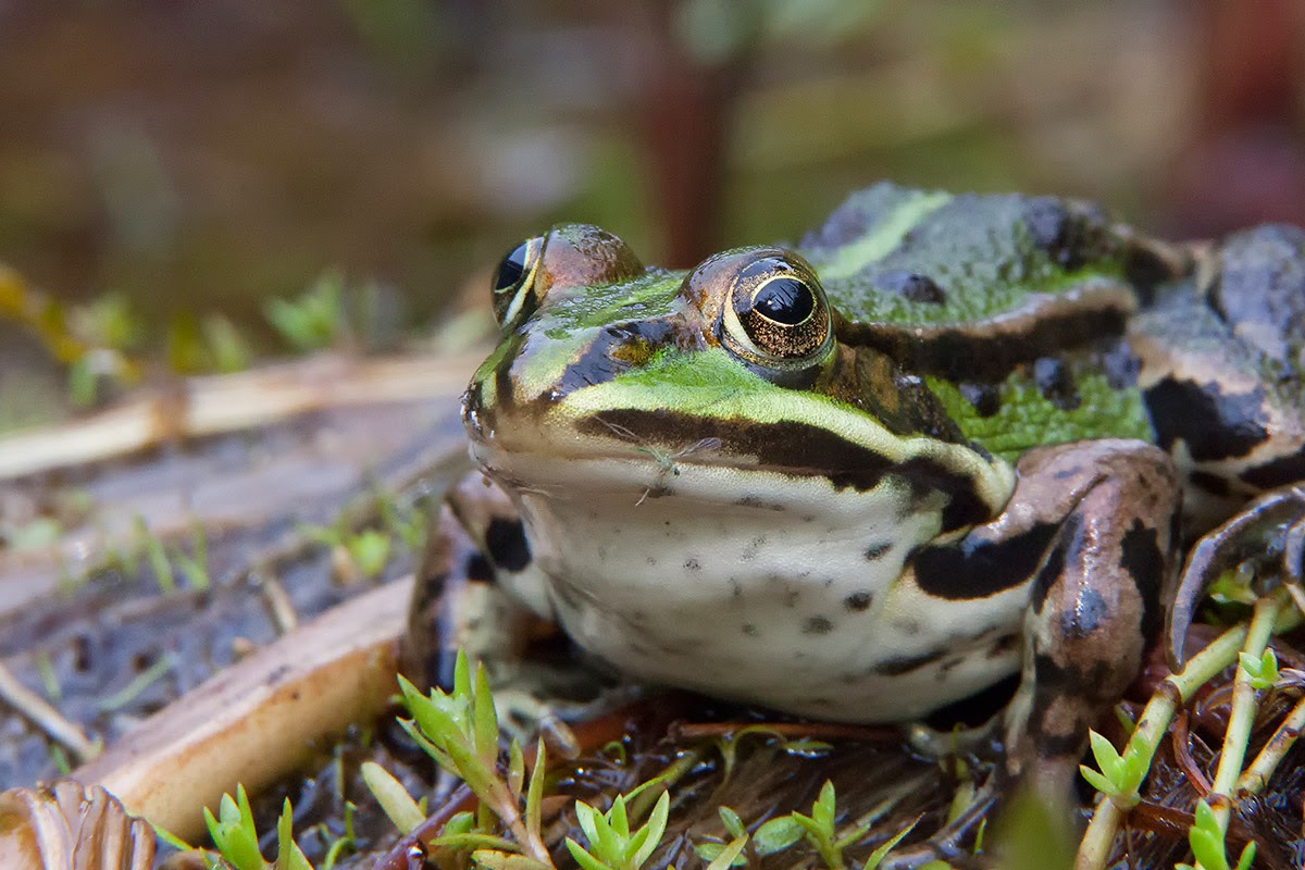 fotoblog van cor fikkert: 2015-05 IJsselmuiden Meerkikker