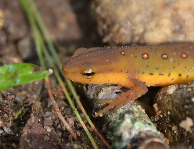 Woods Walks and Wildlife: Mysterious Woodland Sounds: Owls and ...