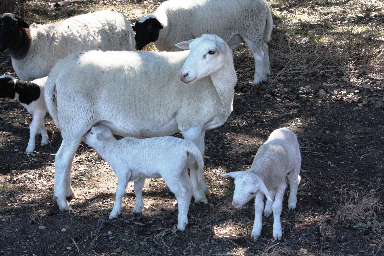 Central Texas All Natural Grass-Fed Lamb