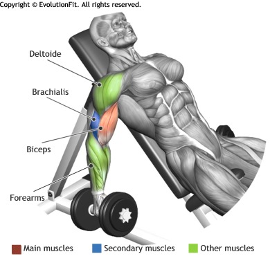 ALTERNATE INCLINE DUMBBELL CURL ~ Fitnessourcetips