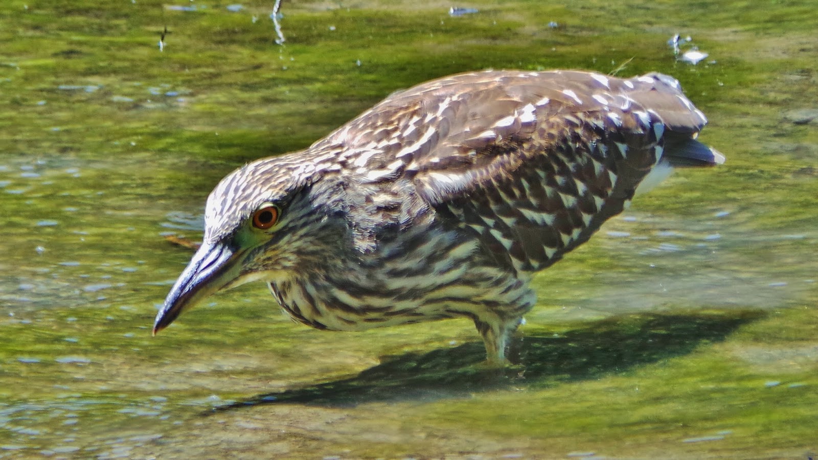 Berkeley Backyard Bird Blog: Mountain Talks Lecture: "Extraordinary ...